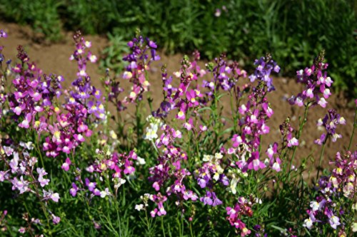 Toadflax Dwarf Fairy Mix Bouquet Flower Seeds, 5000+ Seeds Per Packet, (Isla's Garden Seeds), Non GMO & Heirloom Seeds, Botanical Name: Linaria Maroccana, Great Home Garden Gift