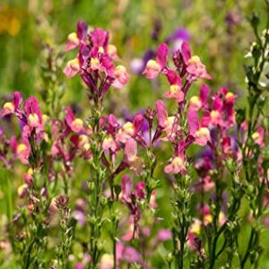 Toadflax Dwarf Fairy Mix Bouquet Flower Seeds, 5000+ Seeds Per Packet, (Isla's Garden Seeds), Non GMO & Heirloom Seeds, Botanical Name: Linaria Maroccana, Great Home Garden Gift