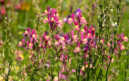 Toadflax Dwarf Fairy Mix Bouquet Flower Seeds, 5000+ Seeds Per Packet, (Isla's Garden Seeds), Non GMO & Heirloom Seeds, Botanical Name: Linaria Maroccana, Great Home Garden Gift