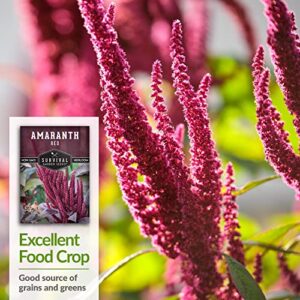 Survival Garden Seeds - Red Amaranth Seed for Planting - Packet with Instructions to Plant and Grow Giant Burgundy Grain Plants in Your Home Vegetable Garden - Non-GMO Heirloom Variety