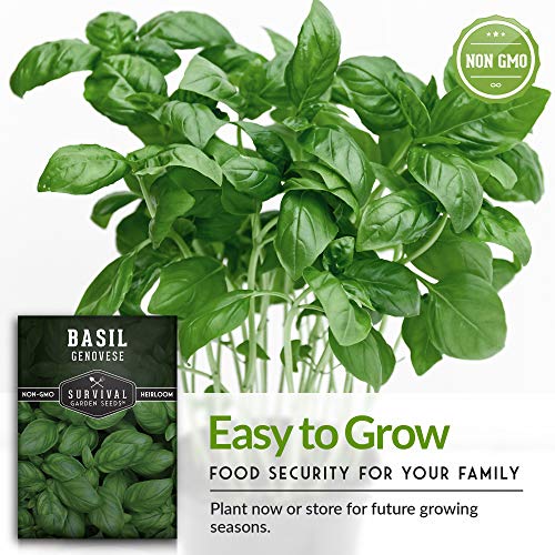 Survival Garden Seeds - Genovese Basil Seed for Planting - Packet with Instructions to Plant and Grow Delicious Italian Herbs in Your Home Vegetable Garden - Non-GMO Heirloom Variety