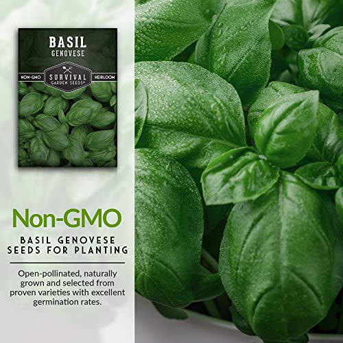 Survival Garden Seeds - Genovese Basil Seed for Planting - Packet with Instructions to Plant and Grow Delicious Italian Herbs in Your Home Vegetable Garden - Non-GMO Heirloom Variety