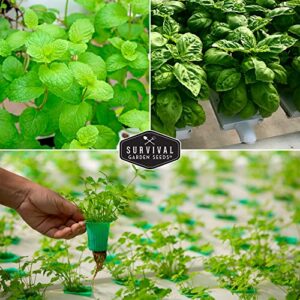 Hydroponics Herb Seed Collection for Planting - Curled Parsley, Sage, Chives, Peppermint, Cilantro & Genovese Basil Herbs for Any Indoor Gardening System- Non-GMO Heirloom Survival Garden Seeds