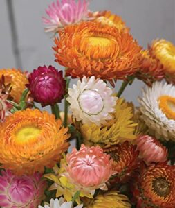 burpee tall mixed colors strawflower seeds 750 seeds