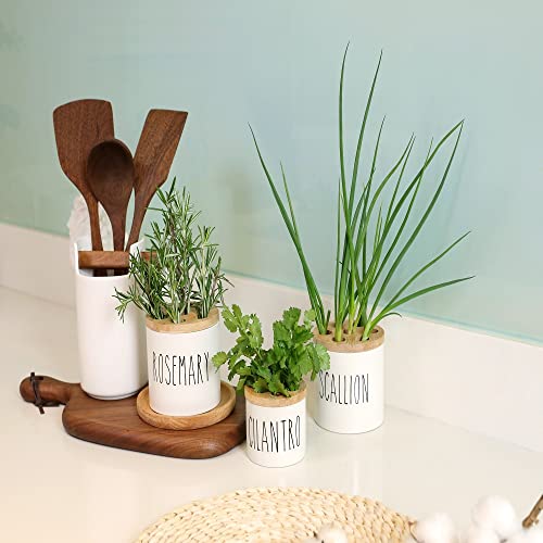 MaisoNovo Regrow Indoor Herb Garden Starter Kit for Kitchen Counter & Windowsill | Herb Garden Kit Indoor for Growing Fresh Herbs from Scraps in Water | Set of 4 Pods