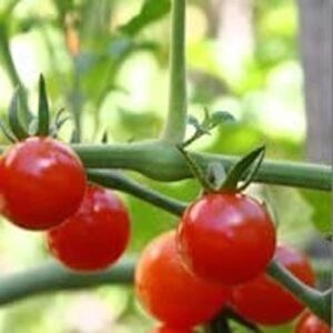 Small Red Cherry Tomato Seeds, 500 Heirloom Seeds Per Packet, (Isla's Garden Seeds), Non GMO Seeds, Botanical Name: Solanum lycopersicum