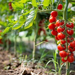 Small Red Cherry Tomato Seeds, 500 Heirloom Seeds Per Packet, (Isla's Garden Seeds), Non GMO Seeds, Botanical Name: Solanum lycopersicum