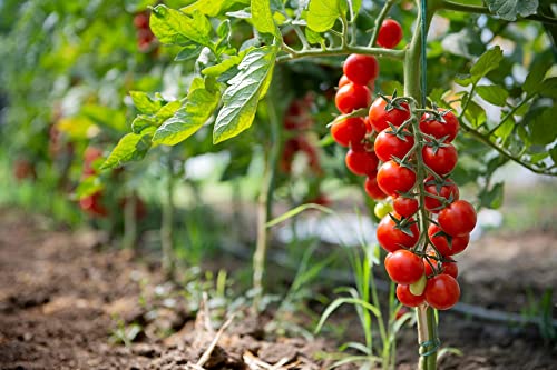 Small Red Cherry Tomato Seeds, 500 Heirloom Seeds Per Packet, (Isla's Garden Seeds), Non GMO Seeds, Botanical Name: Solanum lycopersicum