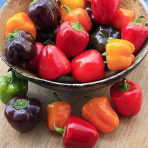 david’s garden seeds pepper bell mini blend fba-0008 (multi) 25 non-gmo, heirloom seeds