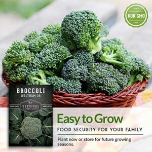 Waltham 29 Broccoli Seed for Planting - Packet with Instructions to Plant & Grow Cool Weather Broccoli in Your Home Vegetable Garden - Non-GMO Heirloom Variety - Survival Garden Seeds - 1 Pack