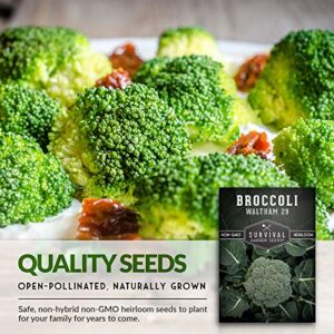 Waltham 29 Broccoli Seed for Planting - Packet with Instructions to Plant & Grow Cool Weather Broccoli in Your Home Vegetable Garden - Non-GMO Heirloom Variety - Survival Garden Seeds - 1 Pack