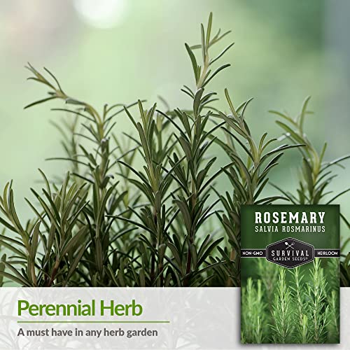 Survival Garden Seeds - Rosemary Herb Seed for Planting - Salvia Rosmarinus - Packet with Instructions to Plant & Grow in Your Home Vegetable Garden - Non-GMO Heirloom Variety