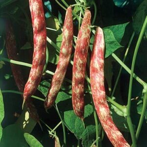 Taylor Dwarf Horticulture (Cranberry) Bush Bean Seeds, 25+ Heirloom Seeds Per Packet, Non GMO Seeds, (Isla's Garden Seeds), Botanical Name: Phaseolus vulgaris, 85% Germination Rates, Great Gift