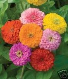 seed kingdom zinnia california giant mix nice garden flower bulk 5,000 seeds