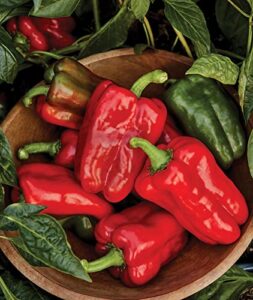 burpee great stuff sweet pepper seeds 40 seeds