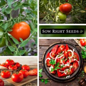 Sow Right Seeds - Beefsteak Tomato Seed for Planting - Non-GMO Heirloom Packet with Instructions to Plant a Home Vegetable Garden - Great Gardening Gift (1)