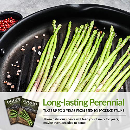 Survival Garden Seeds - Mary Washington Asparagus Seed for Planting - Packet with Instructions to Plant and Grow Long Lasting Perennials in Your Home Vegetable Garden - Non-GMO Heirloom Variety