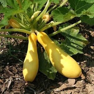 Early Prolific Yellow Straightneck Summer Squash Seeds for Planting, 50+ Heirloom Vegetable Seeds Per Packet, (Isla's Garden Seeds), Non GMO Seeds, Scientific Name: Cucurbita Pepo