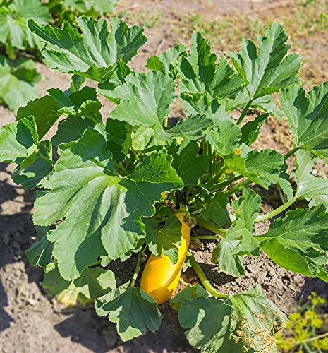 Early Prolific Yellow Straightneck Summer Squash Seeds for Planting, 50+ Heirloom Vegetable Seeds Per Packet, (Isla's Garden Seeds), Non GMO Seeds, Scientific Name: Cucurbita Pepo