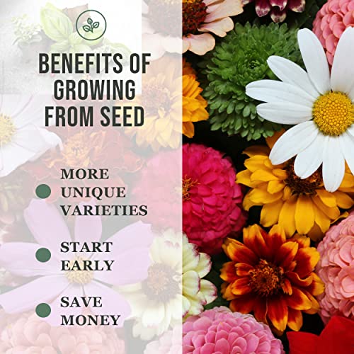 Sow Right Seeds - Carnation Chabaud Mix Flower Seeds for Planting - Beautiful Flowers to Plant in Your Home Garden - Non-GMO Heirloom Seeds - Cut Flower Perfect for Bouquets - Great Gardening Gift