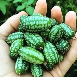 mini thumb watermelon fruit vegetables seeds 60+ cucamelon mexican sour gherkin melothria scobra for home garden outdoor yard farm planting