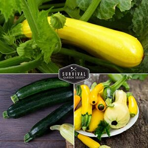 Survival Garden Seeds Zucchini & Squash Collection Seed Vault - Non-GMO Heirloom Seeds for Planting Vegetables - Assortment of Golden, Round, Grey, Black Beauty Zucchinis, Straight Neck Summer Squash