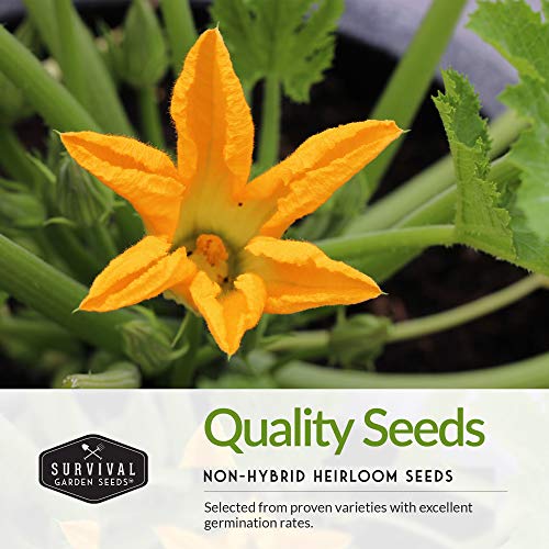 Survival Garden Seeds Zucchini & Squash Collection Seed Vault - Non-GMO Heirloom Seeds for Planting Vegetables - Assortment of Golden, Round, Grey, Black Beauty Zucchinis, Straight Neck Summer Squash