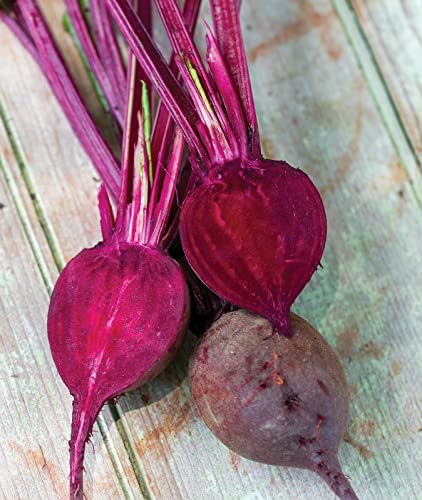 Burpee Detroit Dark Red Medium Top Beet Seeds 1000 seeds