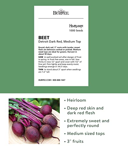 Burpee Detroit Dark Red Medium Top Beet Seeds 1000 seeds