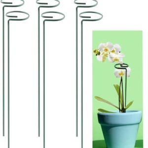 Greenpeas Plant Stake Support - 3-Inch Diameter Steel Support Stands with Green Plastic Coating - Gardening Brace Sticks for Single Stem Flowers, Amaryllis, Tomatoes, Peony, Lily - 16" Tall, 5 Pieces