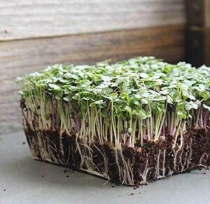 “basic salad mix” microgreens seeds for planting, 300+ premium heirloom seeds, indoor/outdoor, (isla’s garden seeds), non gmo, 85-90% germination, fun home garden gift