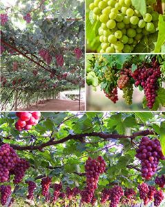 50+ grape seeds vine fruit seed fruit plant home garden non-gmo