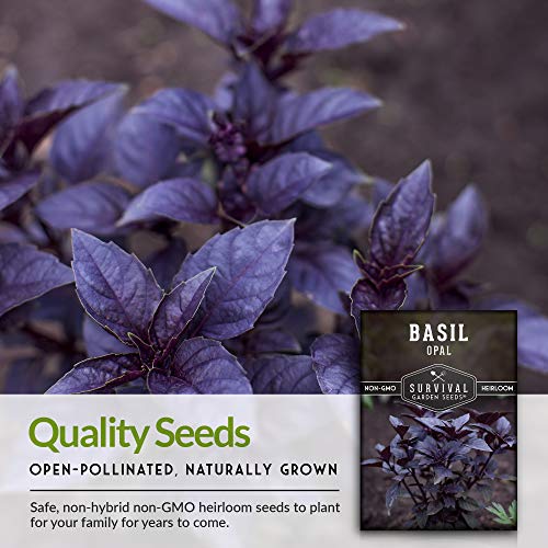 Survival Garden Seeds - Opal Basil Seed for Planting - Packet with Instructions to Plant and Grow Delicious & Unique Purple Basil Herb Plants in Your Home Vegetable Garden - Non-GMO Heirloom Variety