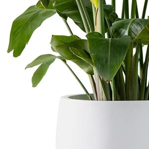 Kante 16" Dia. Round Pure White Finish Concrete Bowl Planter, Outdoor Indoor Large Planter Pot with Drainage Hole for Garden, Patio, Balcony, Deck, Living Room (RC0051B-C80011)