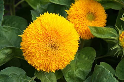 Teddy Bear Sunflower Seeds | 20 Seeds | Exotic Garden Flower | Sunflower Seeds for Planting | Great for Hummingbirds and Butterflies