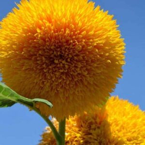 teddy bear sunflower seeds | 20 seeds | exotic garden flower | sunflower seeds for planting | great for hummingbirds and butterflies