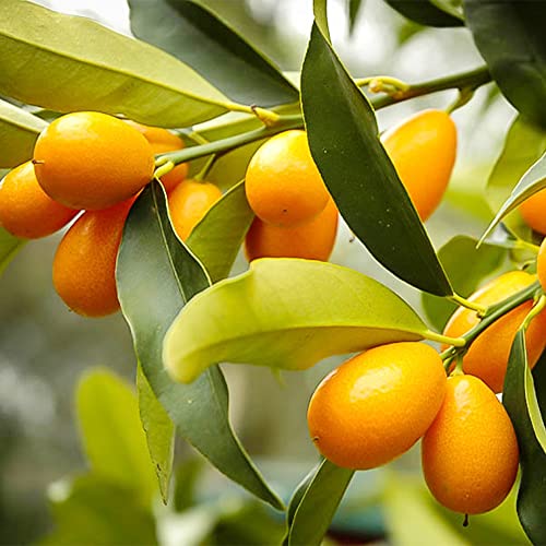 QAUZUY GARDEN 5 Seeds Oval Nagami Kumquat Fortunella Margarita Citrus Cumquat Rutaceae Seeds- Organic No-GMO Kumquat Seeds- Grow Your Own Delicious Citrus Fruit Tree