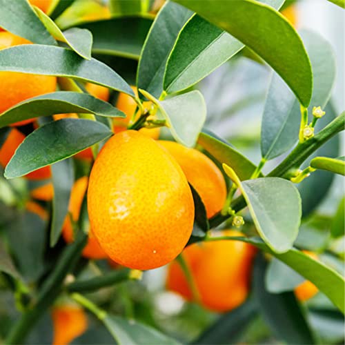 QAUZUY GARDEN 5 Seeds Oval Nagami Kumquat Fortunella Margarita Citrus Cumquat Rutaceae Seeds- Organic No-GMO Kumquat Seeds- Grow Your Own Delicious Citrus Fruit Tree