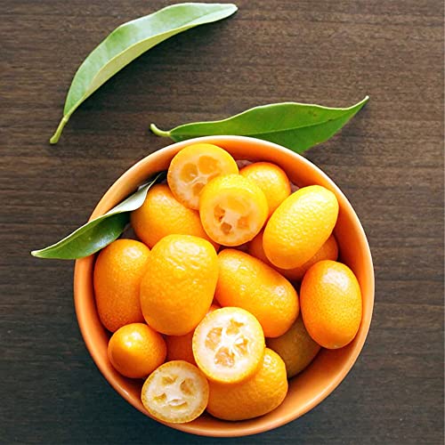 QAUZUY GARDEN 5 Seeds Oval Nagami Kumquat Fortunella Margarita Citrus Cumquat Rutaceae Seeds- Organic No-GMO Kumquat Seeds- Grow Your Own Delicious Citrus Fruit Tree