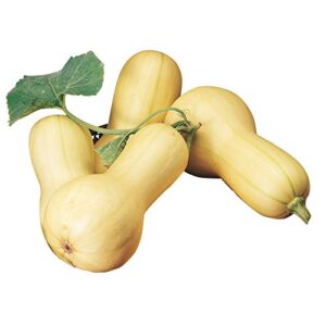 burpee butterbush winter squash seeds 40 seeds