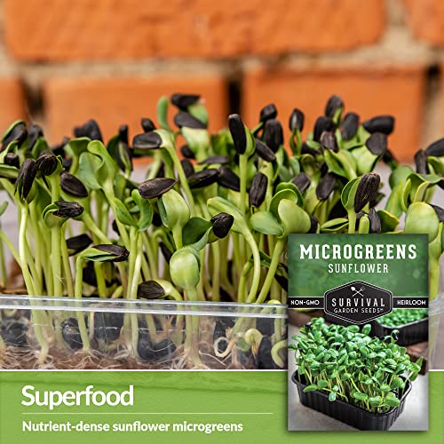 Survival Garden Seeds Sunflower Microgreens for Sprouting and Growing - Seed to Sprout Green Leafy Micro Vegetable Plants Indoors - Grow Your Own Mini Windowsill Garden - Non-GMO Heirloom Variety