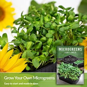 Survival Garden Seeds Sunflower Microgreens for Sprouting and Growing - Seed to Sprout Green Leafy Micro Vegetable Plants Indoors - Grow Your Own Mini Windowsill Garden - Non-GMO Heirloom Variety