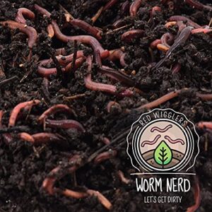 Worm Nerd Red Wiggler Live Worms, Composting Worms for Vermiculture/Composting - 100 Pack ***Cannot Ship to Hawaii***