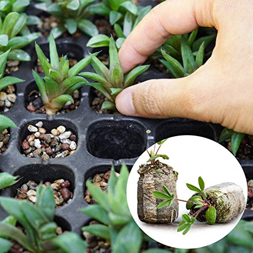 changsha 120 Pcs Peat Pellet - 30mm Plant Pallet Seedling Soil Block，Plant Starting Plugs Peat Pellets Bulk for Plant Starter Pellet ，Transplanting Growing Garden Flower Vegetables (120)