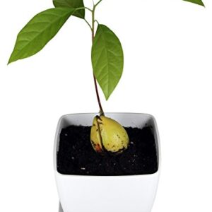 AvoSeedo Avocado Tree Growing Kit with Pot, Green & White, Practical Gifts for Women, Mom, Sister, Best Friend & Kids, Plant Indoors with Novelty Pit Grower Boat & Kitchen Garden Seed Starter