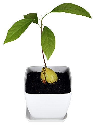 AvoSeedo Avocado Tree Growing Kit with Pot, Green & White, Practical Gifts for Women, Mom, Sister, Best Friend & Kids, Plant Indoors with Novelty Pit Grower Boat & Kitchen Garden Seed Starter