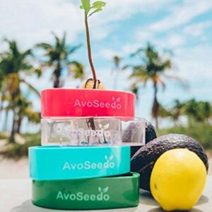 AvoSeedo Avocado Tree Growing Kit with Pot, Green & White, Practical Gifts for Women, Mom, Sister, Best Friend & Kids, Plant Indoors with Novelty Pit Grower Boat & Kitchen Garden Seed Starter