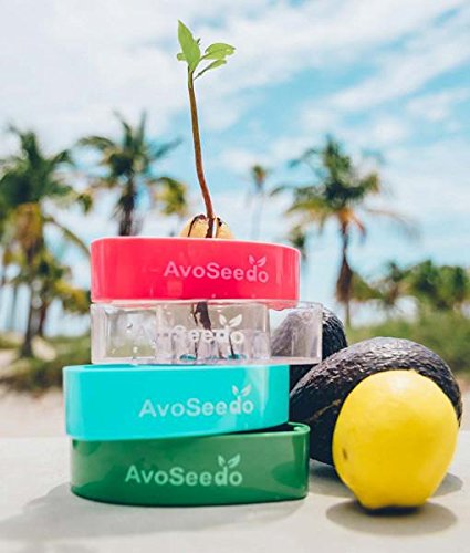 AvoSeedo Avocado Tree Growing Kit with Pot, Green & White, Practical Gifts for Women, Mom, Sister, Best Friend & Kids, Plant Indoors with Novelty Pit Grower Boat & Kitchen Garden Seed Starter