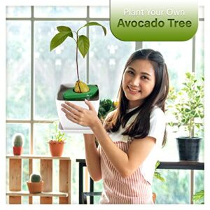 AvoSeedo Avocado Tree Growing Kit with Pot, Green & White, Practical Gifts for Women, Mom, Sister, Best Friend & Kids, Plant Indoors with Novelty Pit Grower Boat & Kitchen Garden Seed Starter