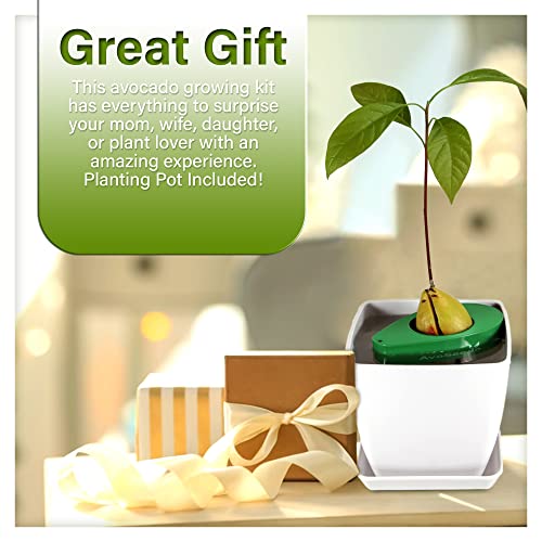 AvoSeedo Avocado Tree Growing Kit with Pot, Green & White, Practical Gifts for Women, Mom, Sister, Best Friend & Kids, Plant Indoors with Novelty Pit Grower Boat & Kitchen Garden Seed Starter